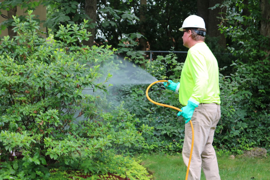 Common Tree Bugs - Tree and Shrub Damaging Insects