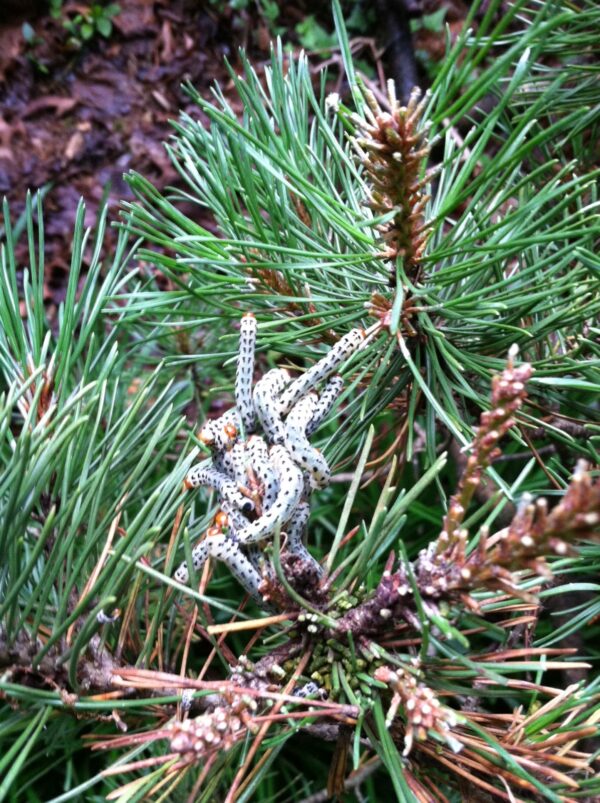 Common Tree Bugs - Tree and Shrub Damaging Insects