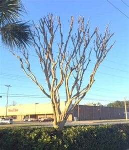 When Do Tree Leaves Come Back in Spring - RTEC Treecare