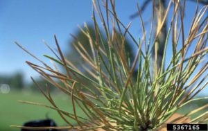 Yes, Salt Damages Your Plants - Here's How To Save Them!