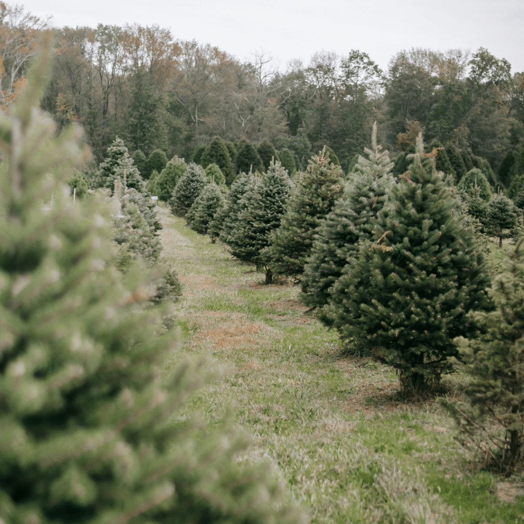 Evergreens: The History of the Christmas Tree 2021
