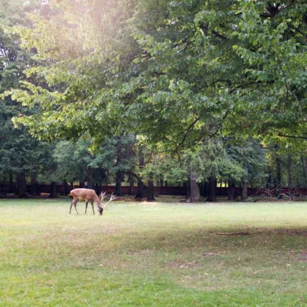 Deer Activity: How to protect your trees from deer - RTEC Treecare