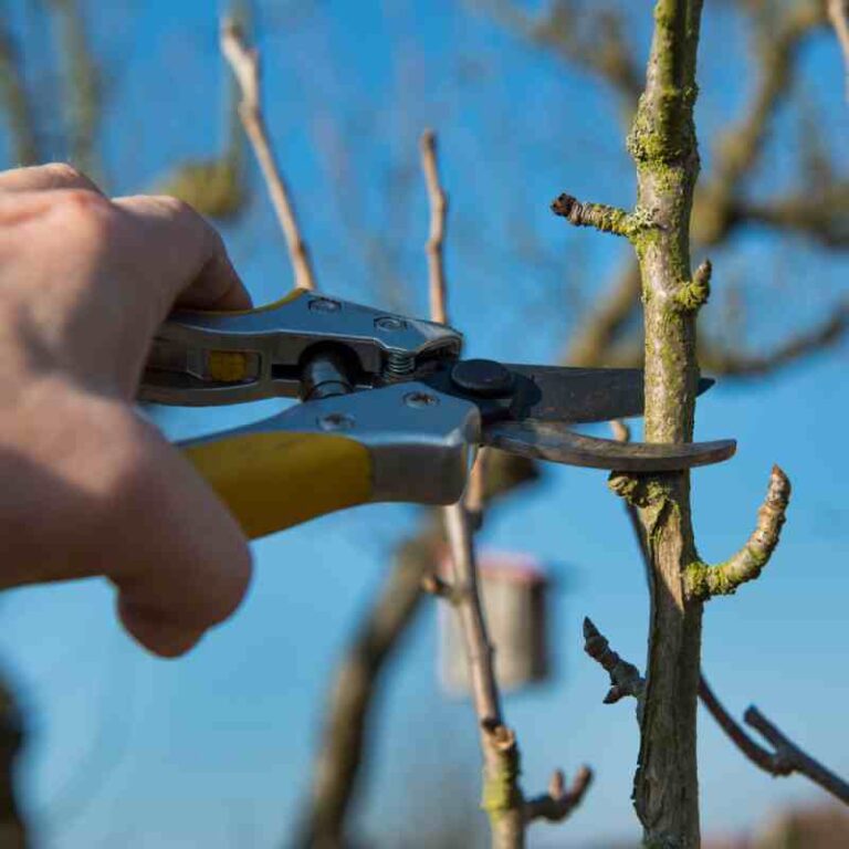 Tree Propagation: How to Grow A Tree From A Cutting - RTEC Treecare