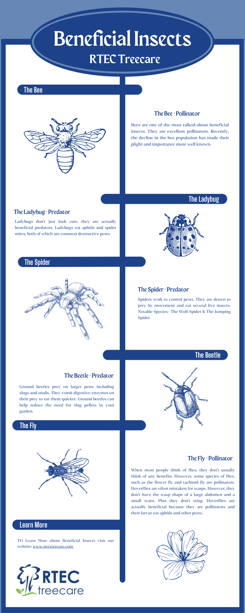 Beneficial Insects: 5 Beneficial Insects in Your Backyard