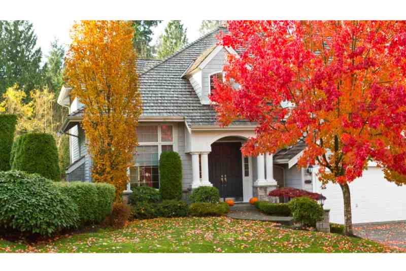 How Healthy Beautiful Trees Directly Affect Home Value