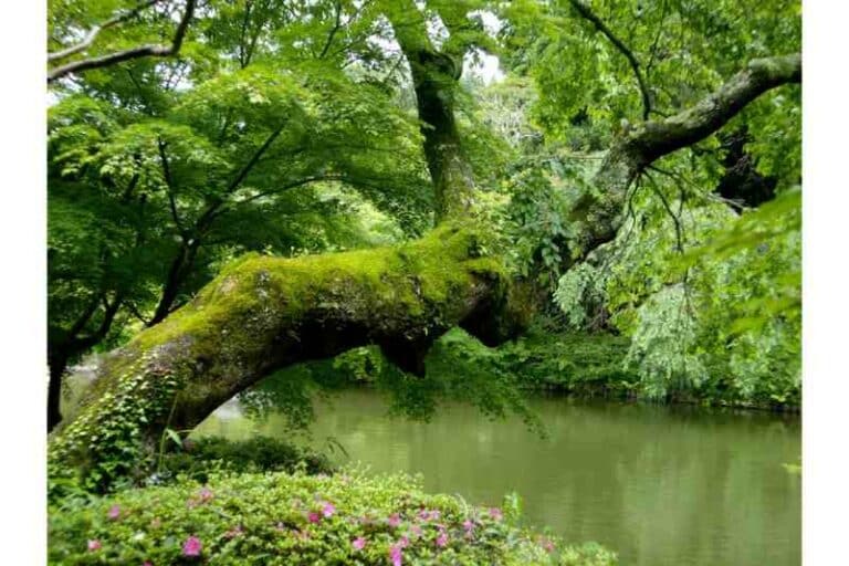Leaning Tree - Four Things You'll Want to Know.