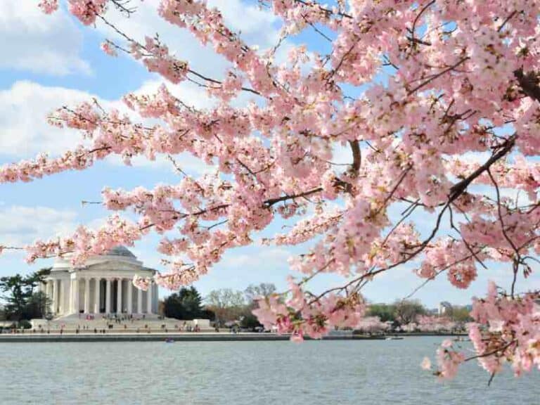 How to Care for Your Cherry Blossom Trees in the DC Area