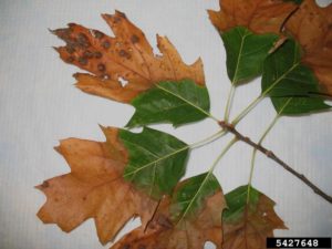 Oak Tree Diseases: How to Identify and Treat Them - RTEC Treecare