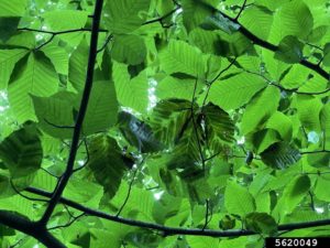 Beech Tree Diseases: A Comprehensive Guide - RTEC Treecare