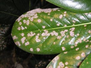 Magnolia Tree Diseases a guide - RTEC Treecare
