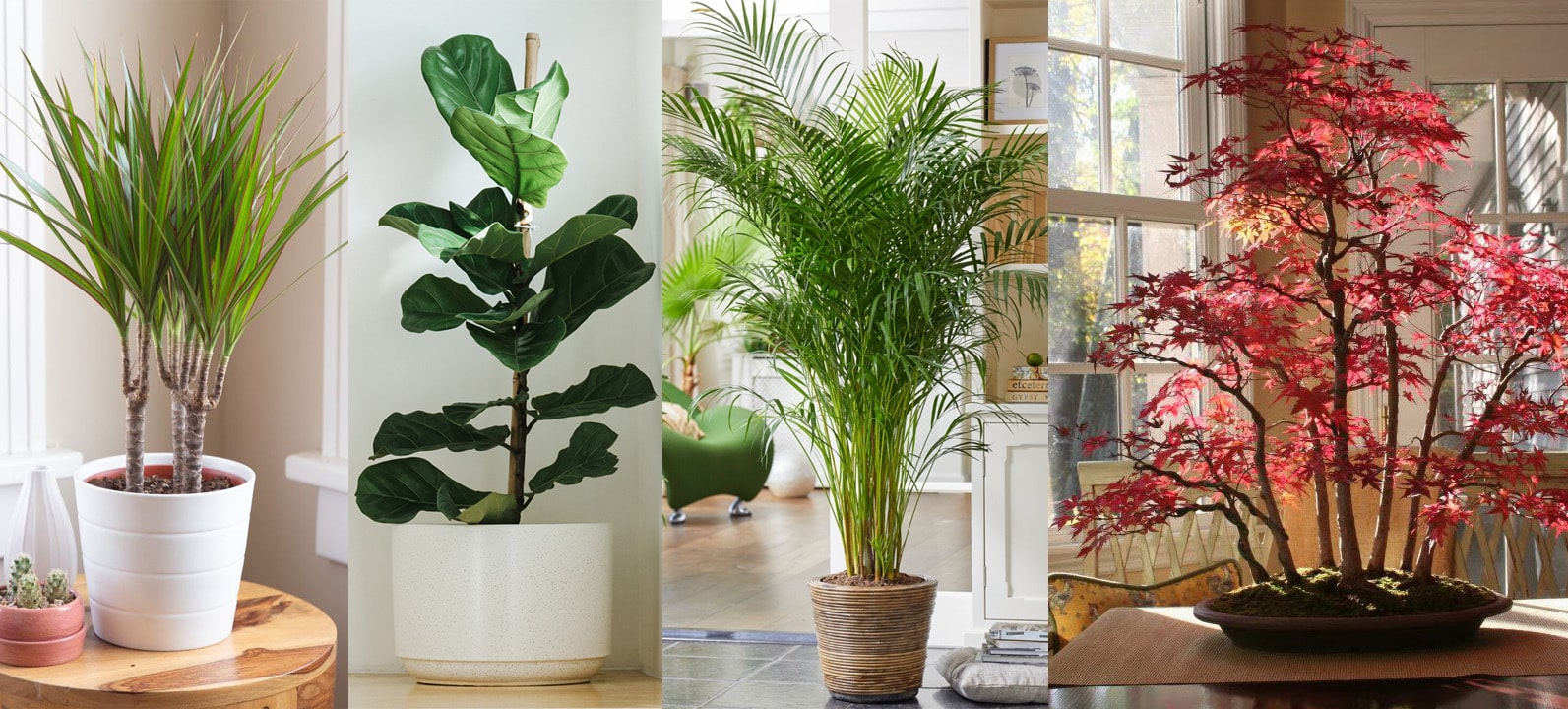Top 10 Indoor Trees for Fall and Winter - RTEC Treecare