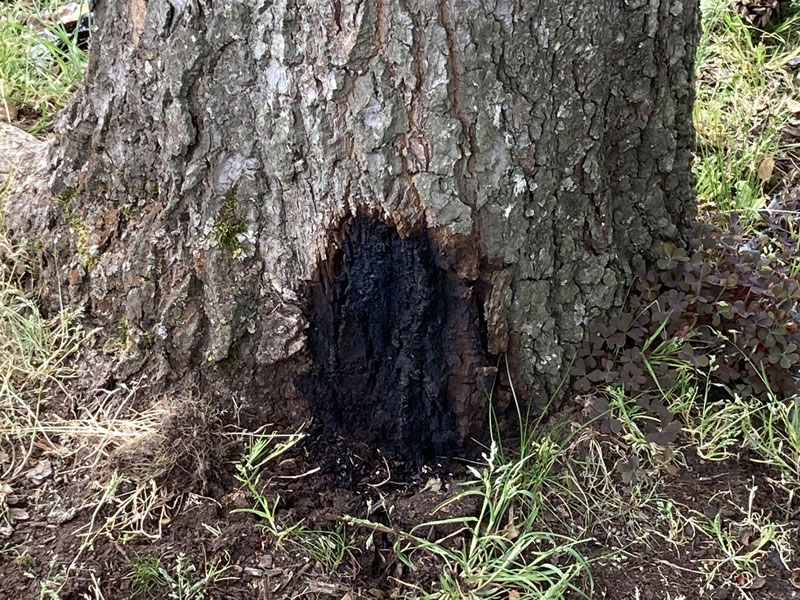 Magnolia Tree Diseases a guide - RTEC Treecare