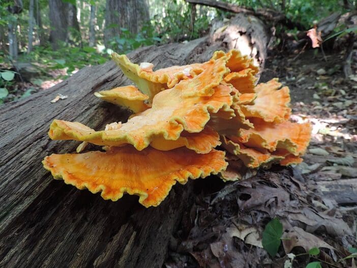 Mushroom Growing Around Trees: What it Means - RTEC Treecare