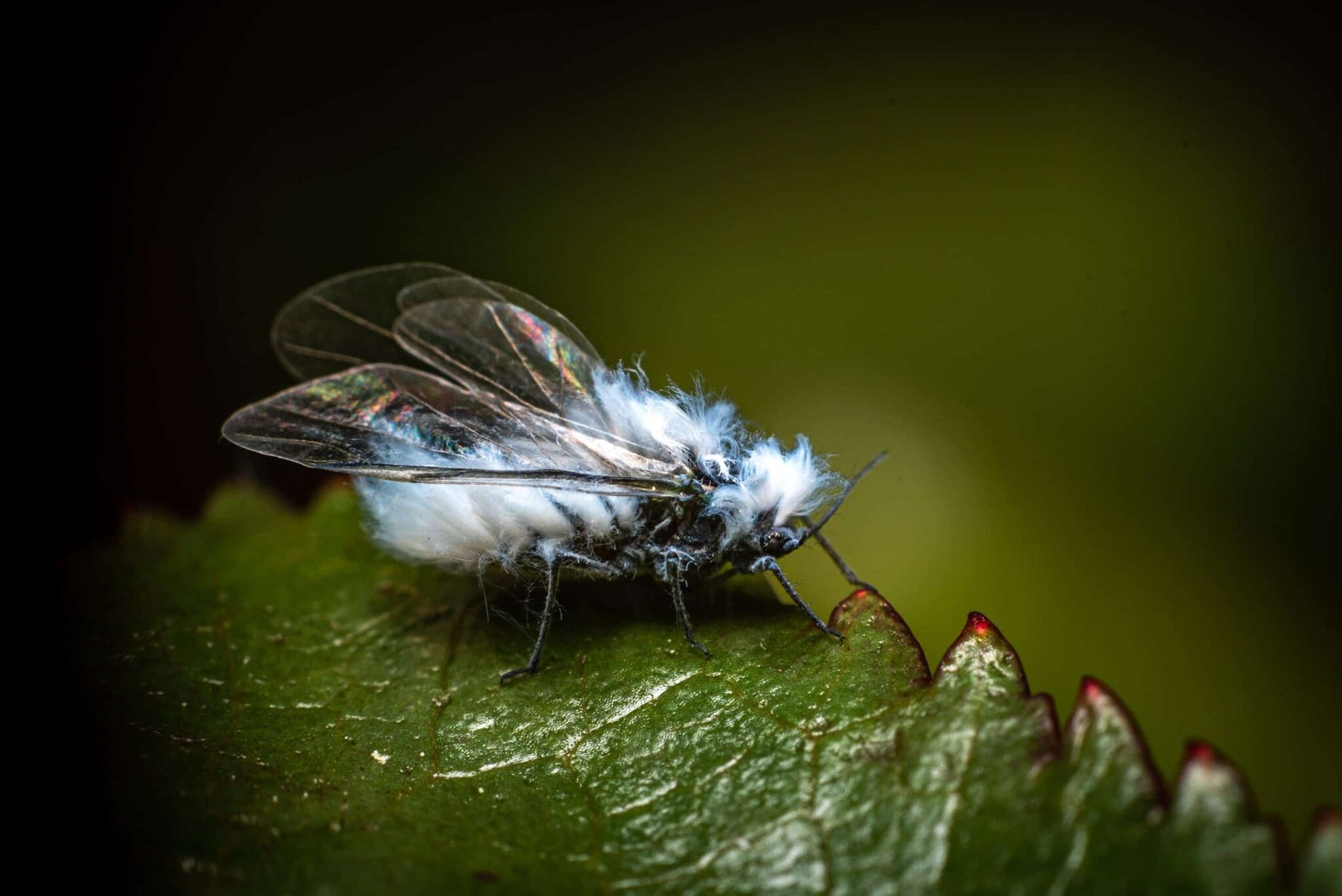 White Bugs on Trees: A Guide - RTEC Treecare