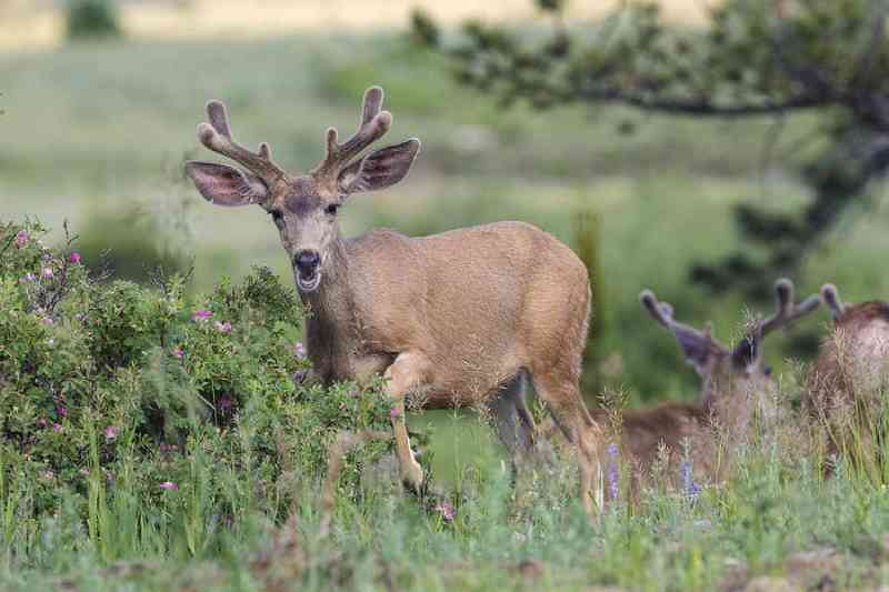How To Protect Trees From Deer: The Best Deer Deterrent
