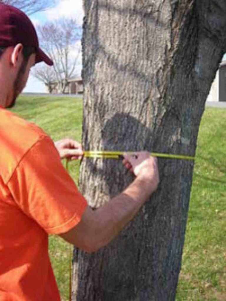 DBH Calculator: Measuring Diameter At Breast Height - RTEC Treecare