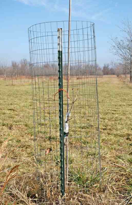 How To Protect Trees From Deer: The Best Deer Deterrent